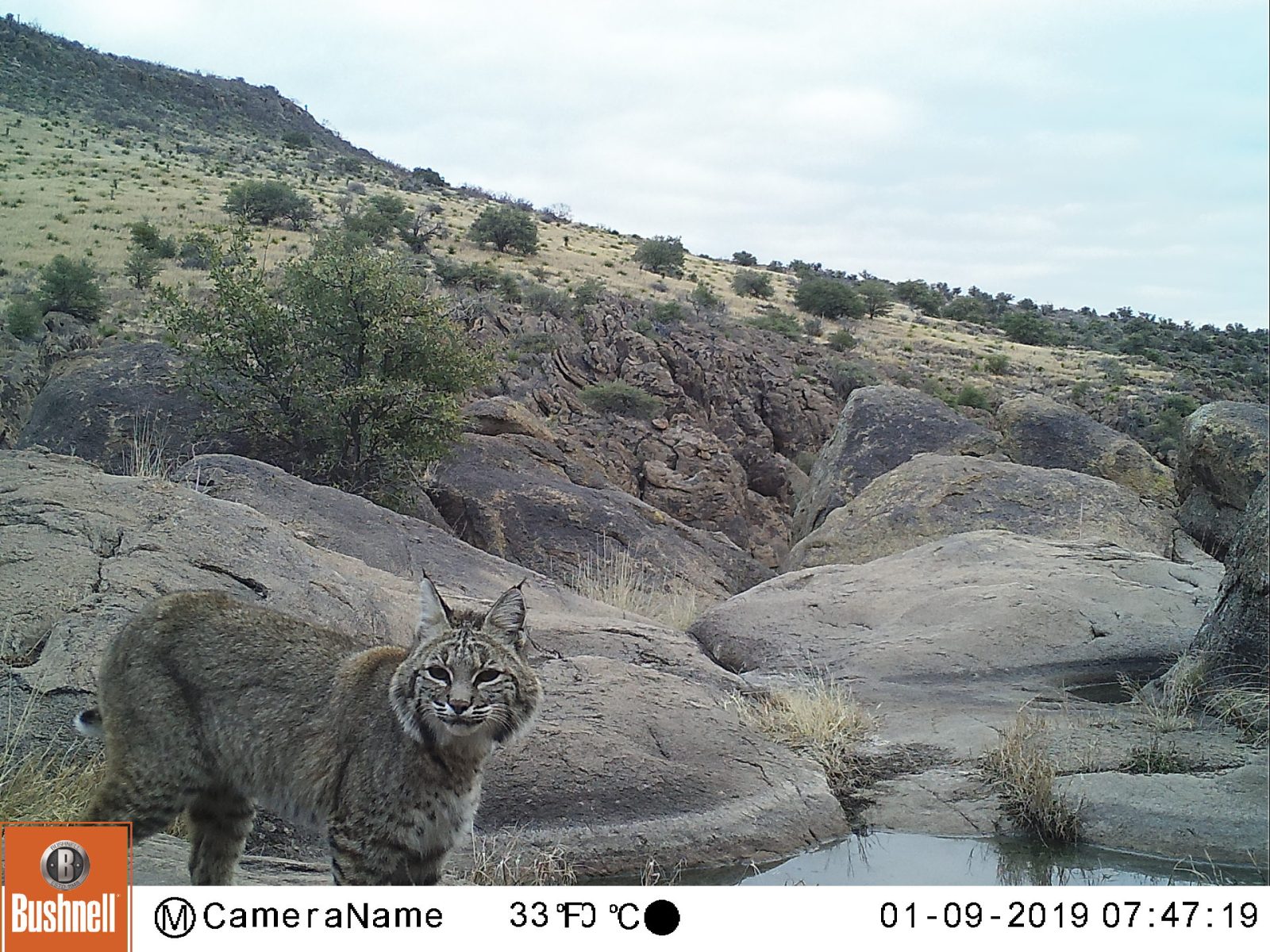 A Walk on the Wild Side: Critter cam captures – The Big Bend Sentinel