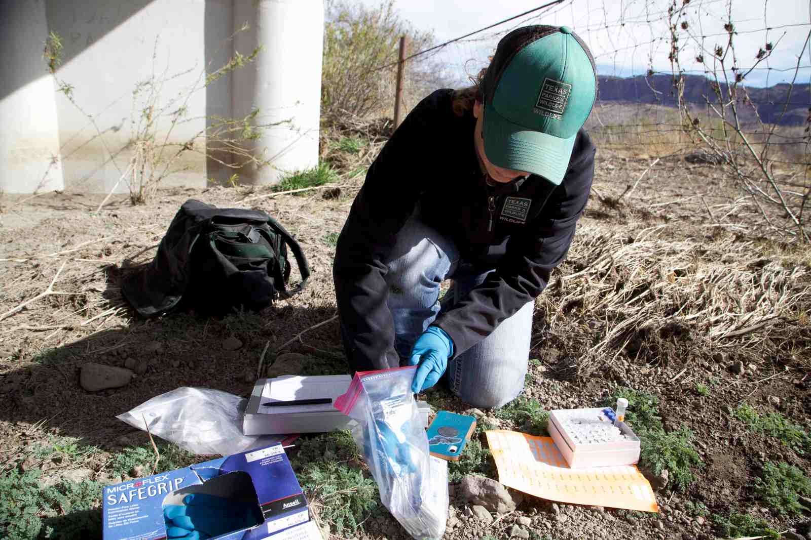 Texas Parks and Wildlife biologists, volunteers work to monitor fatal ...