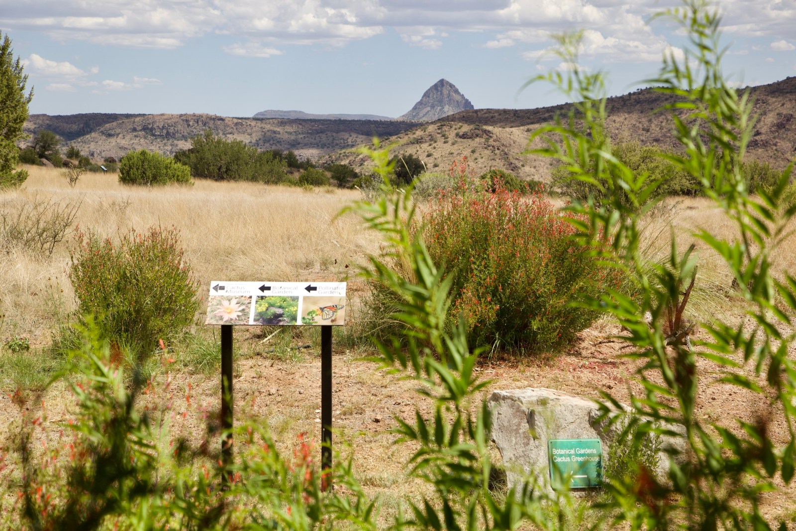 50 years on, Chihuahuan Desert Research Institute stakeholders reflect ...