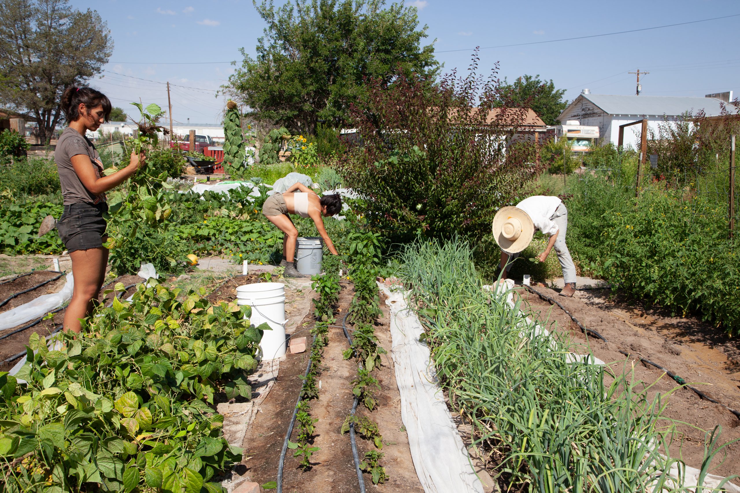 Marfa Food Pantry Garden shutters citing unsustainable model – The Big ...