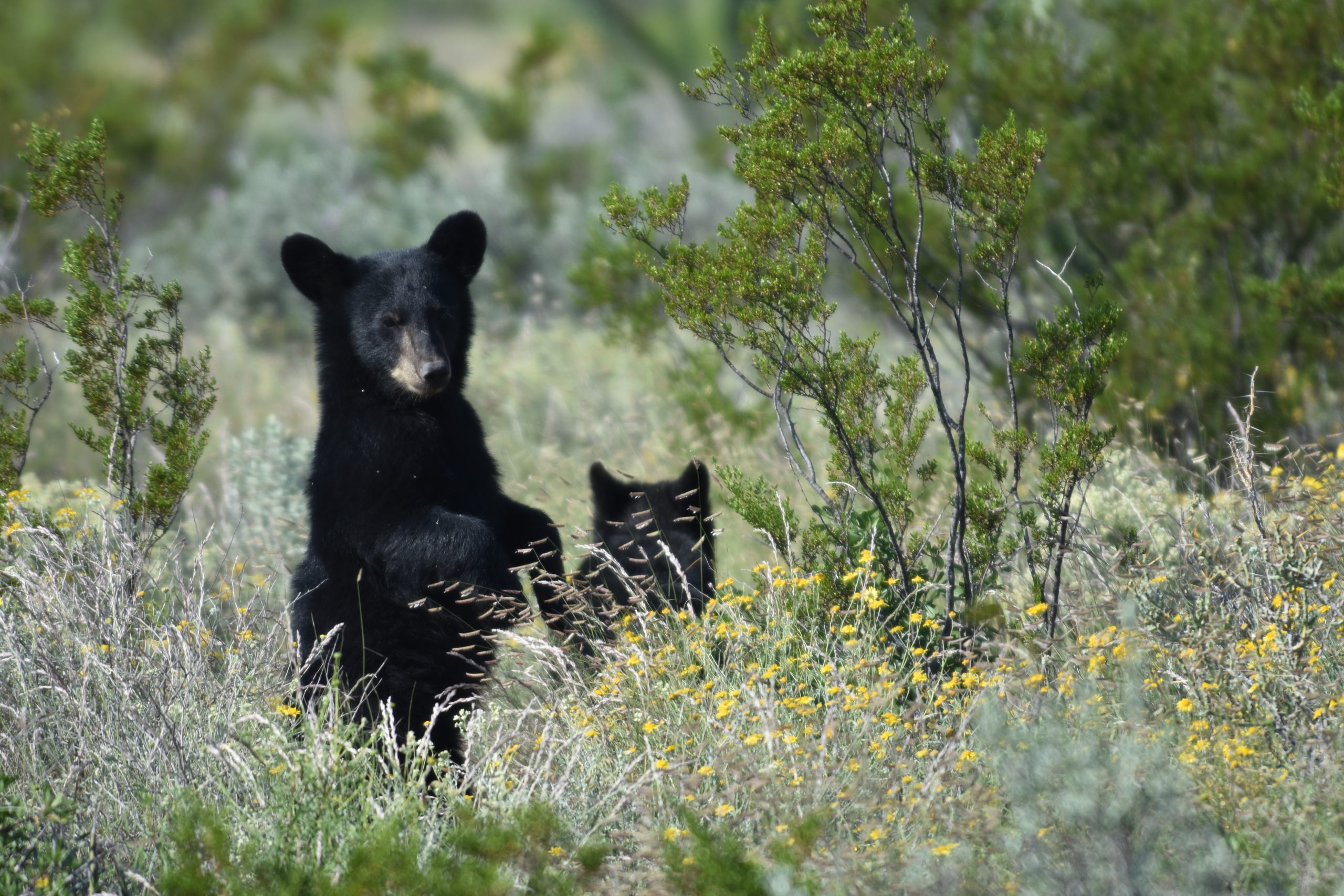 Wildlife Weekend offers film, art and educational hikes – Big Bend Sentinel