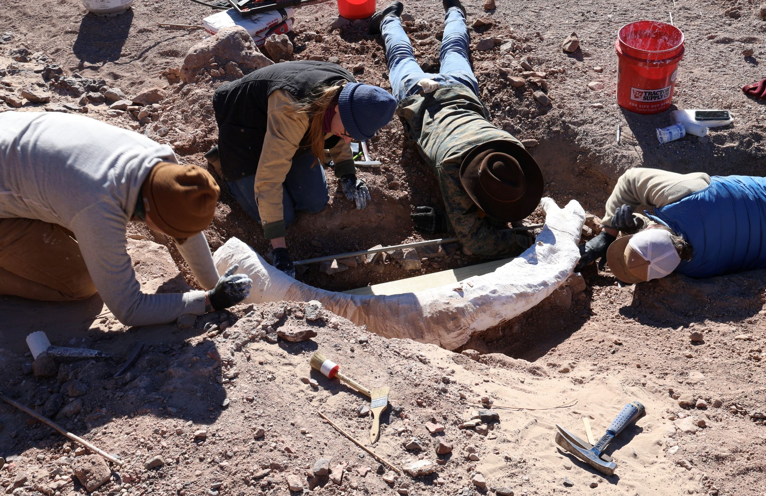 Rare mammoth tusk discovered at O2 Ranch – Big Bend Sentinel