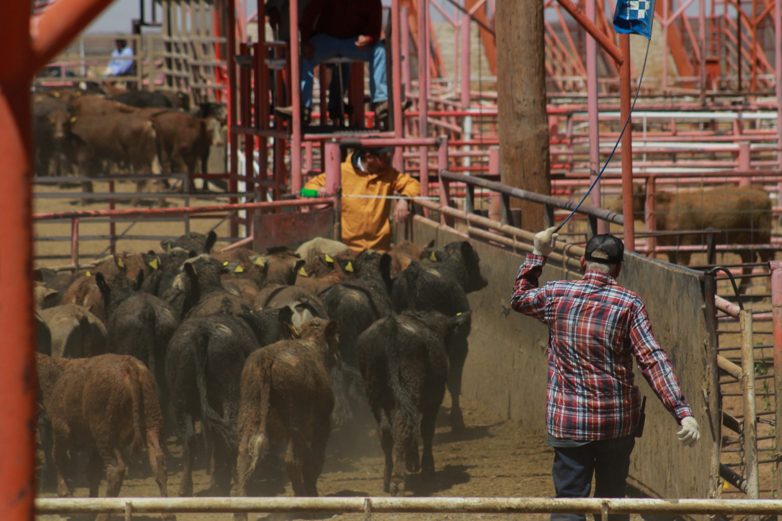 For borderland cattle ranchers, a trade war with Mexico adds to list of ...