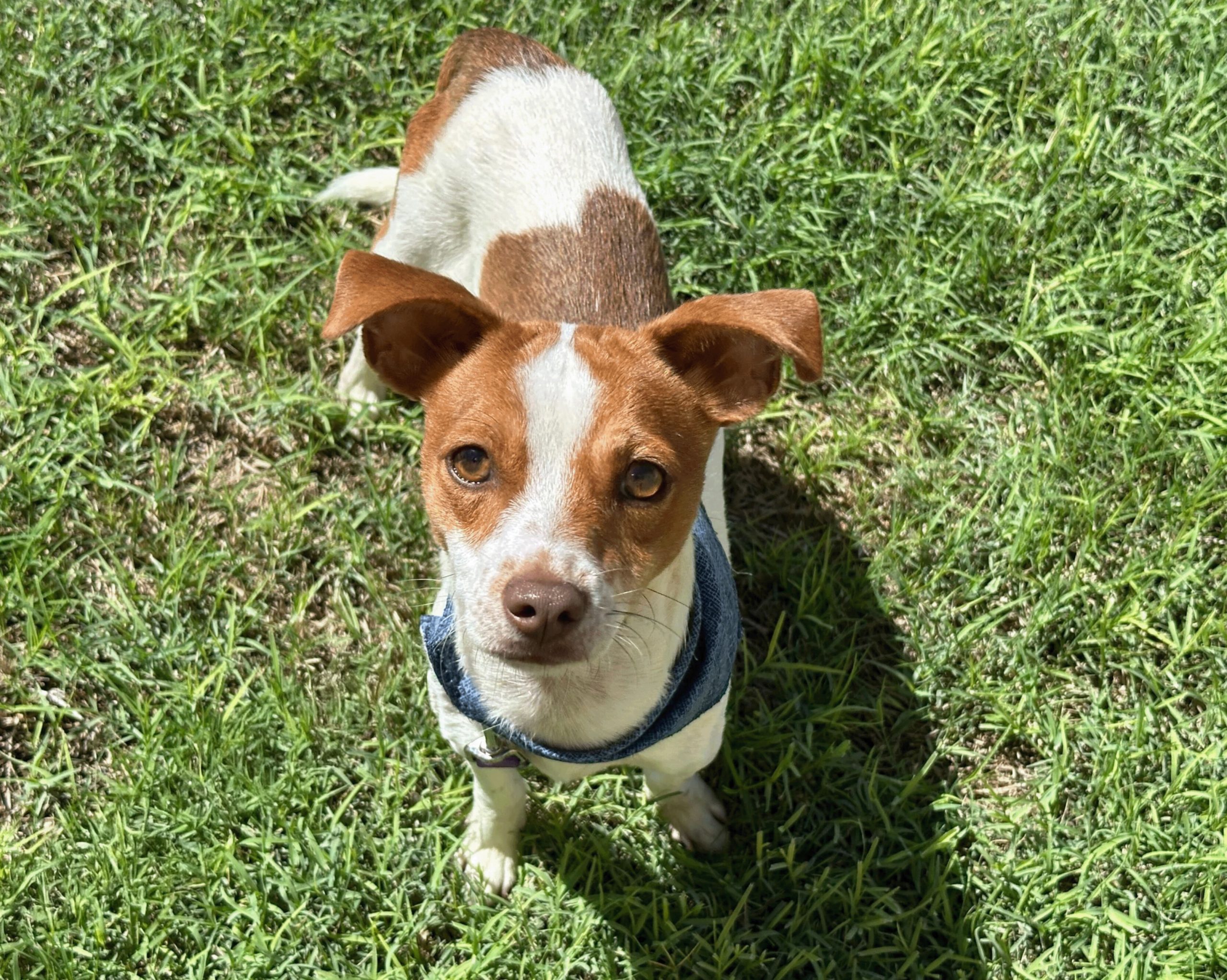 Grand Companions sets events – Big Bend Sentinel
