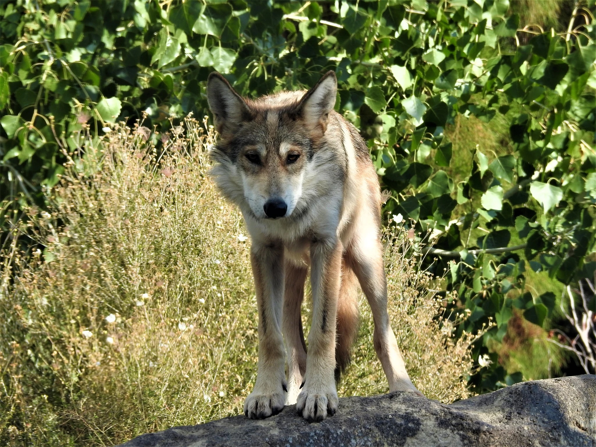 ‘Welcoming the wolf’: Texas Lobo Coalition launches local recruitment ...