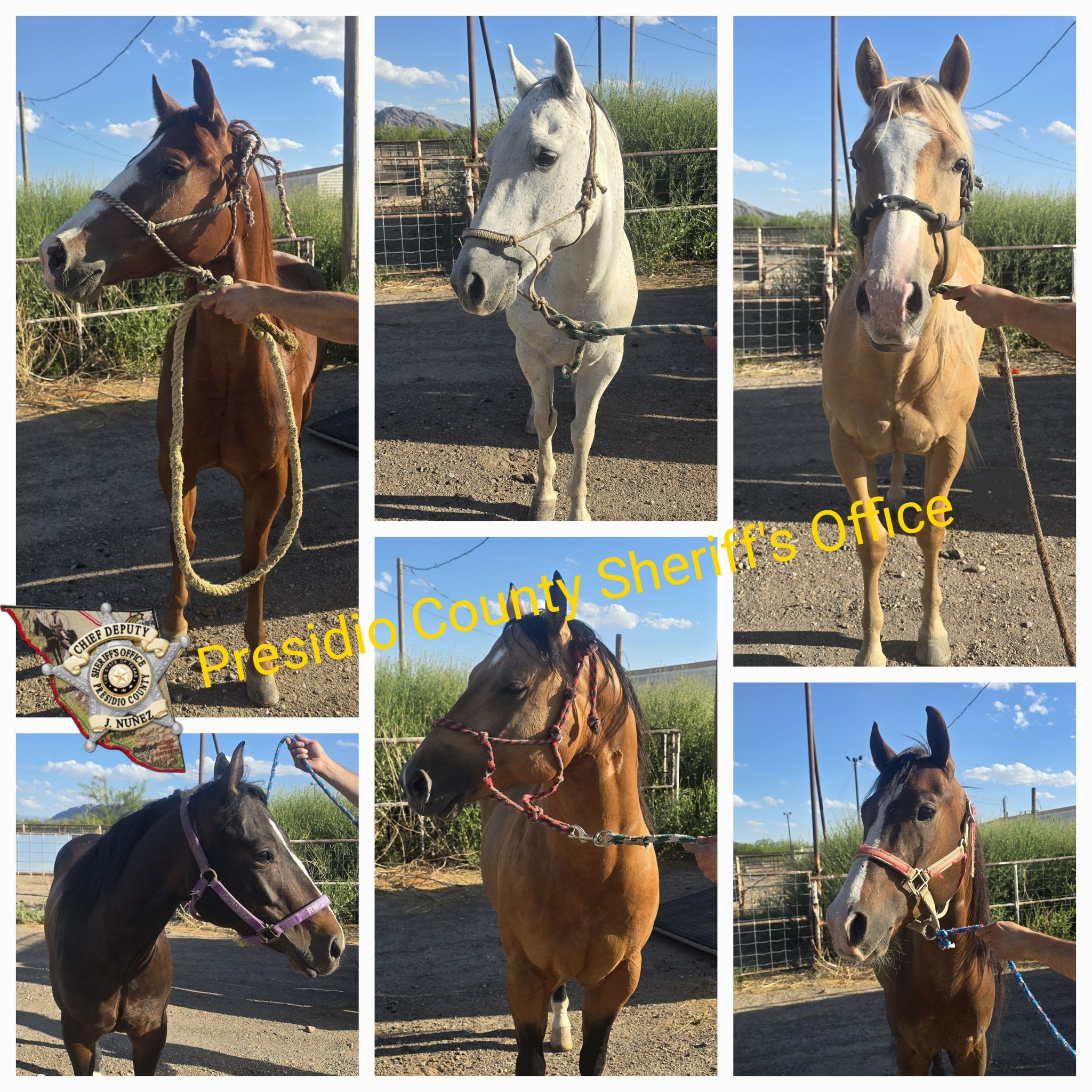 Caballos de contrabando incautados por agentes del sheriff de Presidio ...